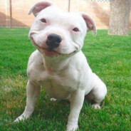 Steam Community :: Dog_Mosh