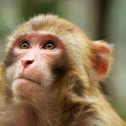 Steam Community :: Monkey