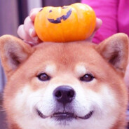 Steam Community :: happy