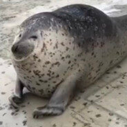Steam Community :: Seal Enthusiast