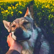 Steam Community :: FFFG