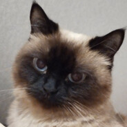 Steam Community :: Kot_Peka