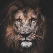 Steam Community :: LION