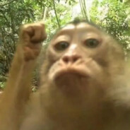 Steam Community :: Monkey peek