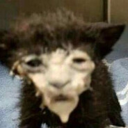 Steam Community :: Xylah