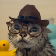 Steam Community :: Detective Mittens