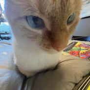 Steam Community :: Mr.Turd