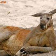 Steam Community :: The Dank Goat