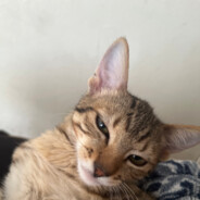 Steam Community :: Rex.BDS