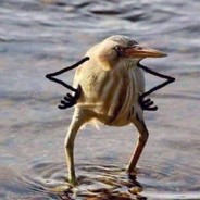 Steam Community :: The Real Derp Bird