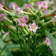 Steam Community :: Tabacchi