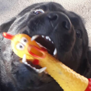 Steam Community :: DøKi