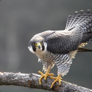 Steam Community :: ToRings