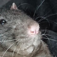 Steam Curator: I like rats