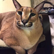 Steam Community :: Floppa.Fail