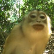 Steam Community :: ℝ𝕚ℙℙ𝕖𝕣