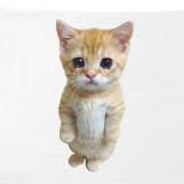 Steam Community :: El Gato (Real)