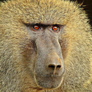 Steam Community :: Baboona