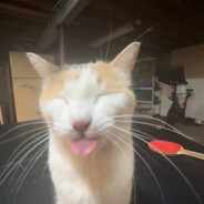 Steam Community :: Group :: cool cats only group