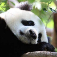 Steam Community :: Panda