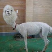 Steam Community :: Pergs