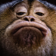 Steam Community :: MOnke