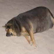 Steam Community :: Perro waton tu jefesito