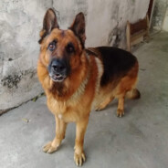 Steam Community :: Alfa.*