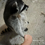 Steam Community :: Sergeant Swagger